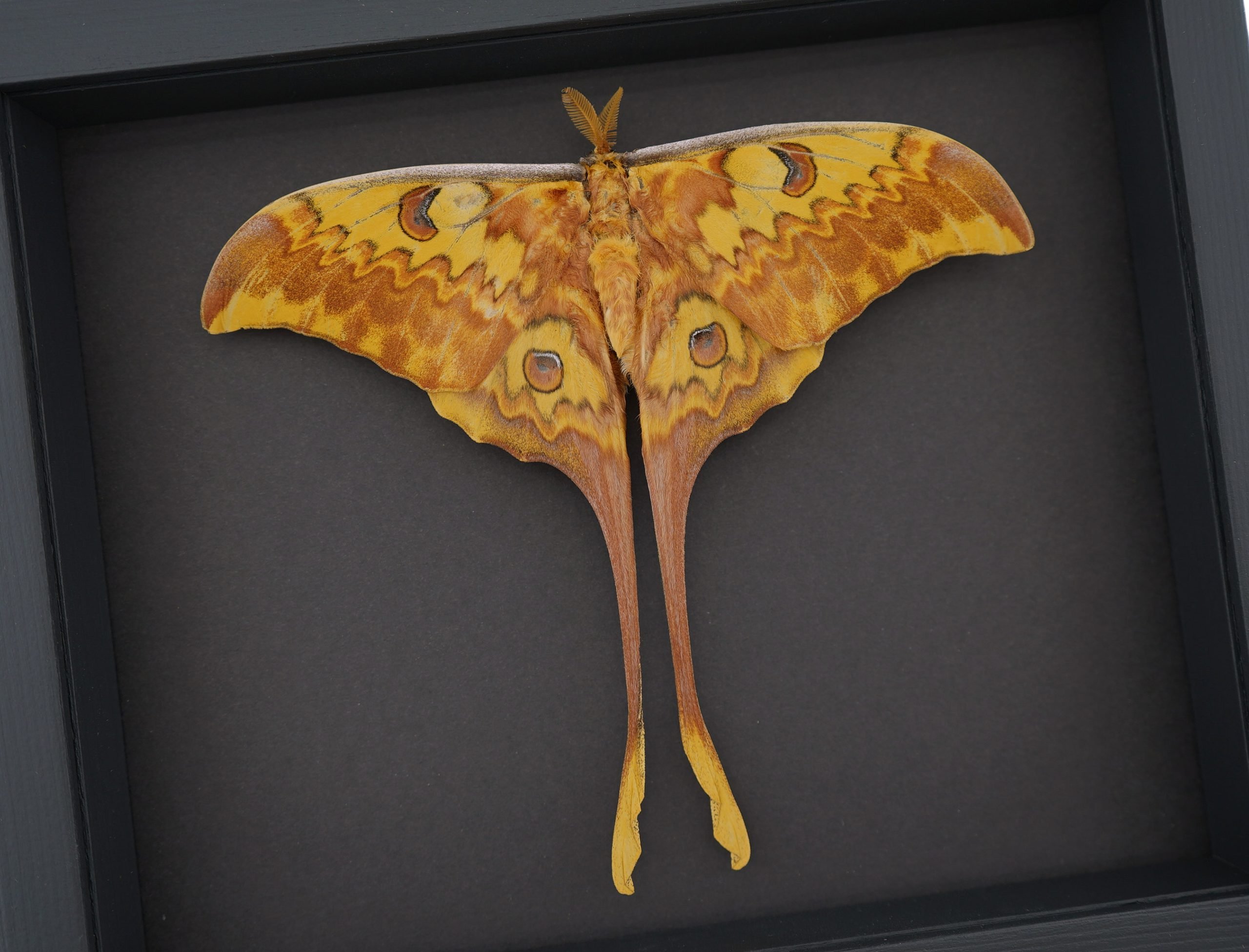 Resting Actias groendaeli Indonesian - Moon Moth Framed