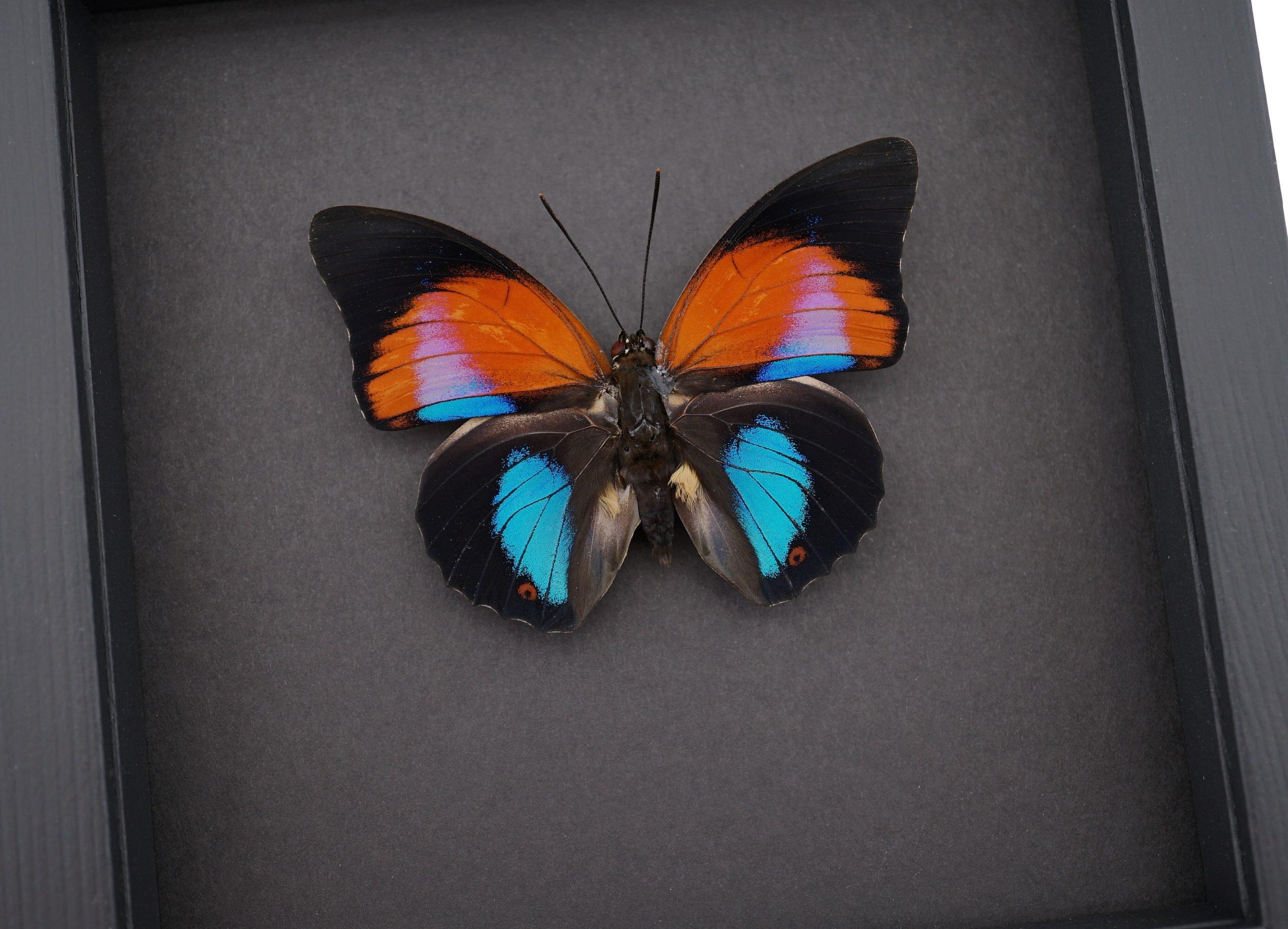 Rare Blue Red Fuchsia Hybrid Butterfly - Agrias claudina lugens