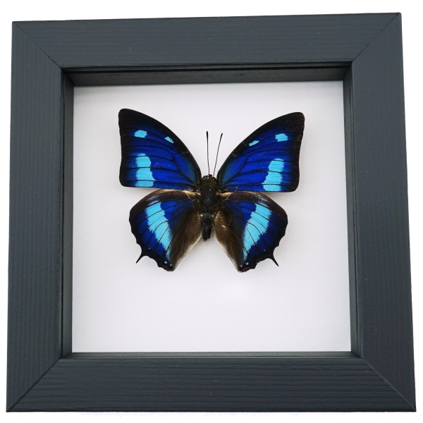 Blue Butterflies Insects Shop By Color - Sorted by Specimen Color