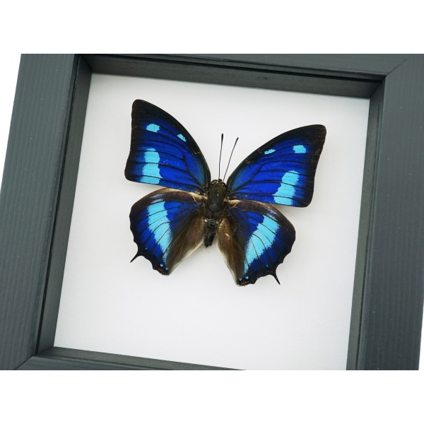 Blue Butterflies Insects Shop By Color - Sorted by Specimen Color