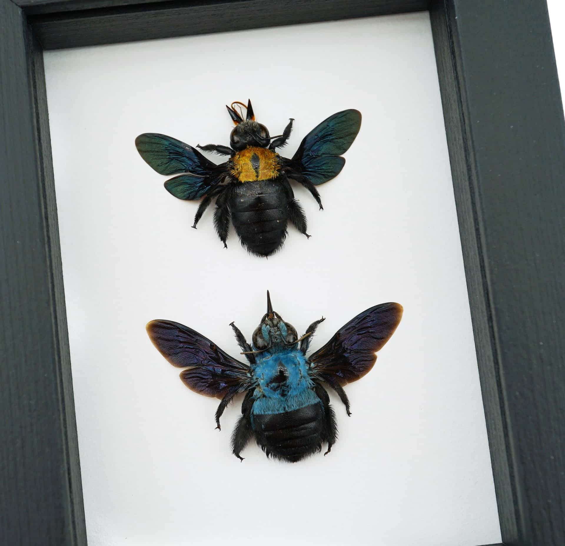 Blue Gold Carpenter Bee Set - Xylocopa caerulea confusa Female