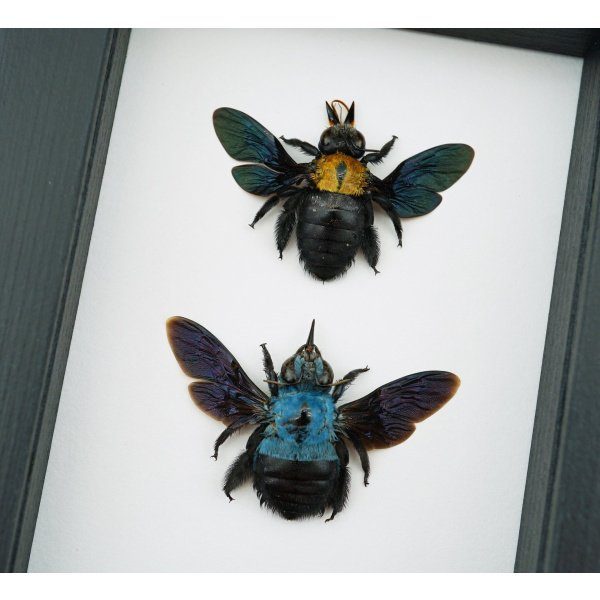 4 inch x 5 inch Framed Insect Displays - Shop By Size Butterflies