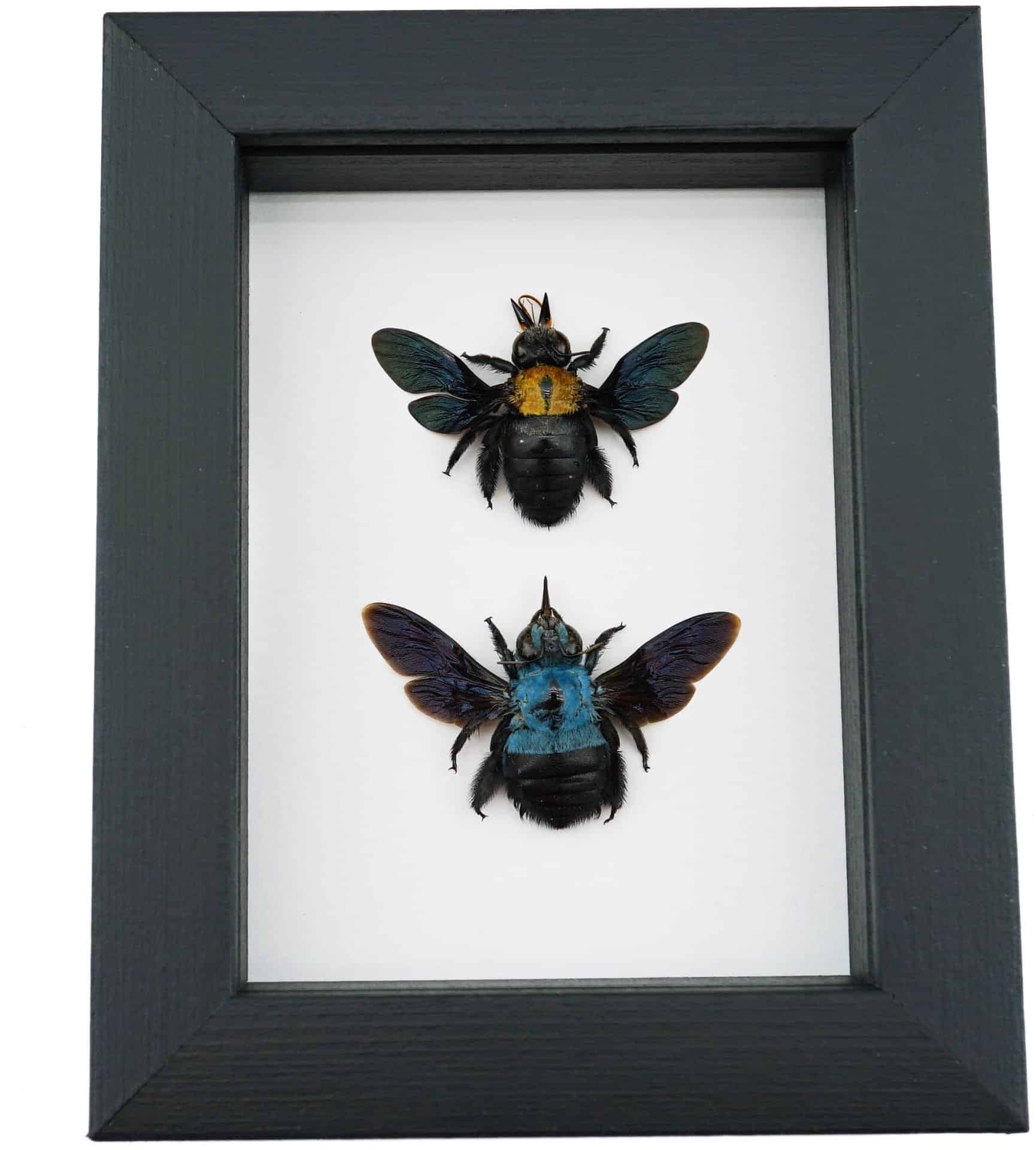 Blue Gold Carpenter Bee Set - Xylocopa caerulea confusa Female