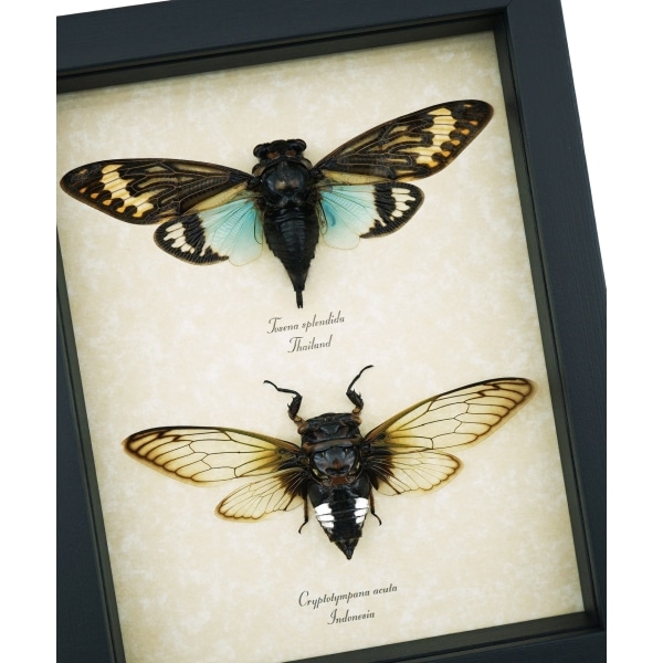 6.5 inch x 8 inch Framed Insect Displays - Shop By Size Butterflies
