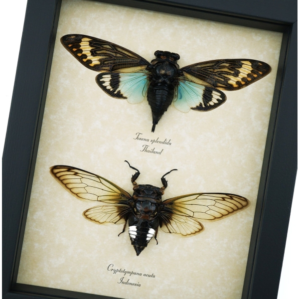6.5 inch x 8 inch Framed Insect Displays - Shop By Size Butterflies