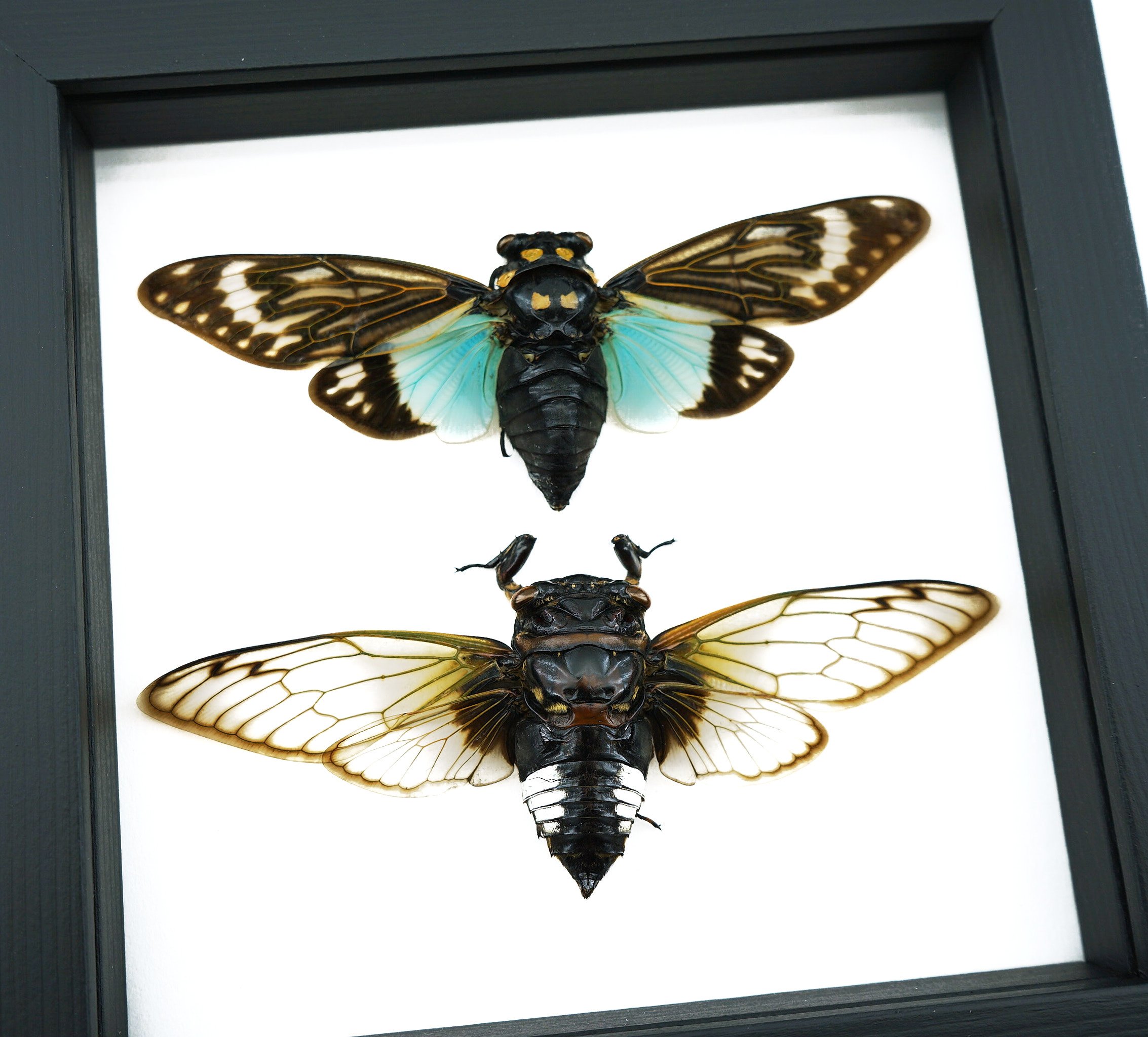 Framed Cicada Set Blue Clear Winged Cicadas