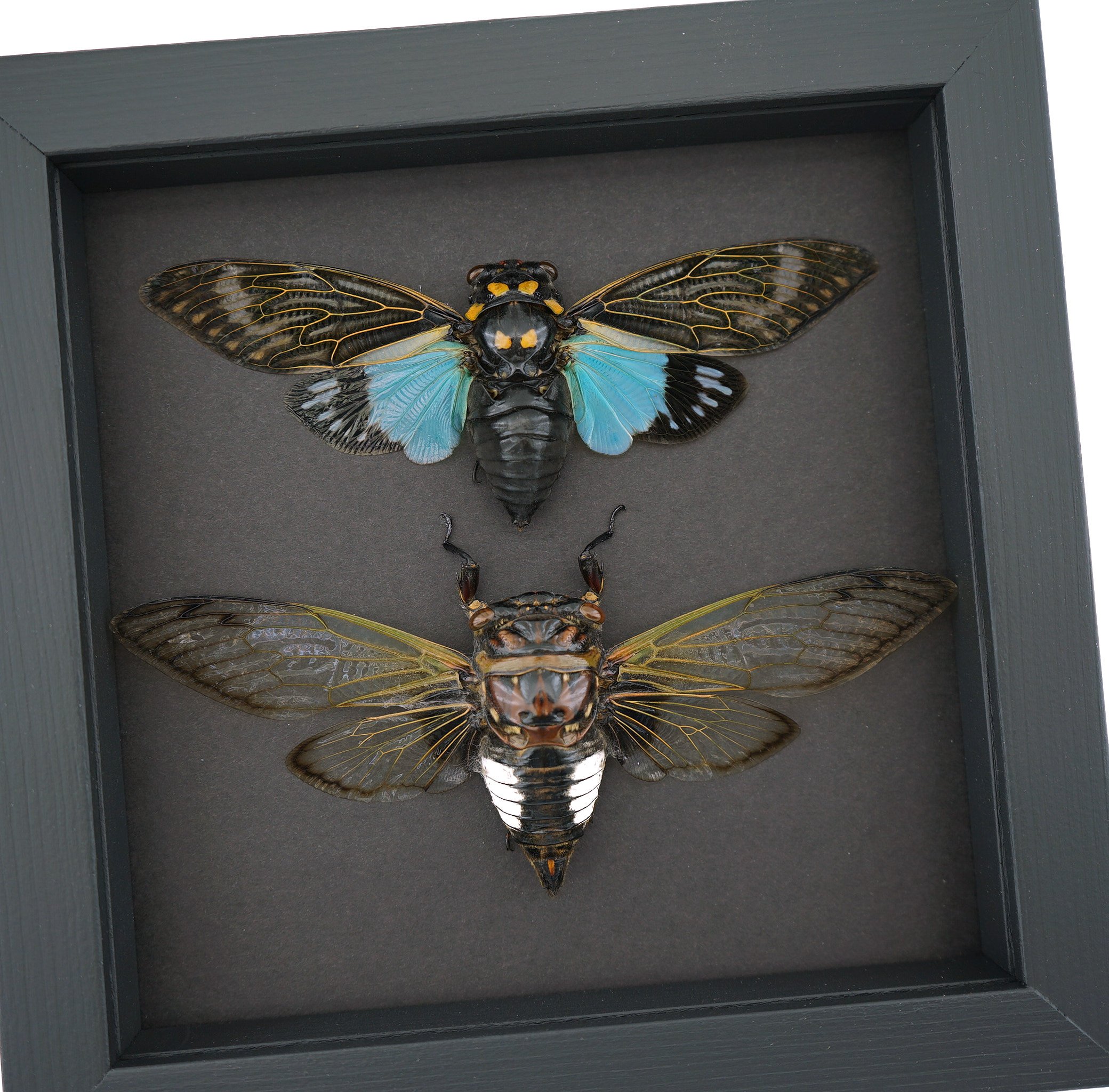 Cicada Collection Blue Clear Winged Cicadas - Framed Taxidermy