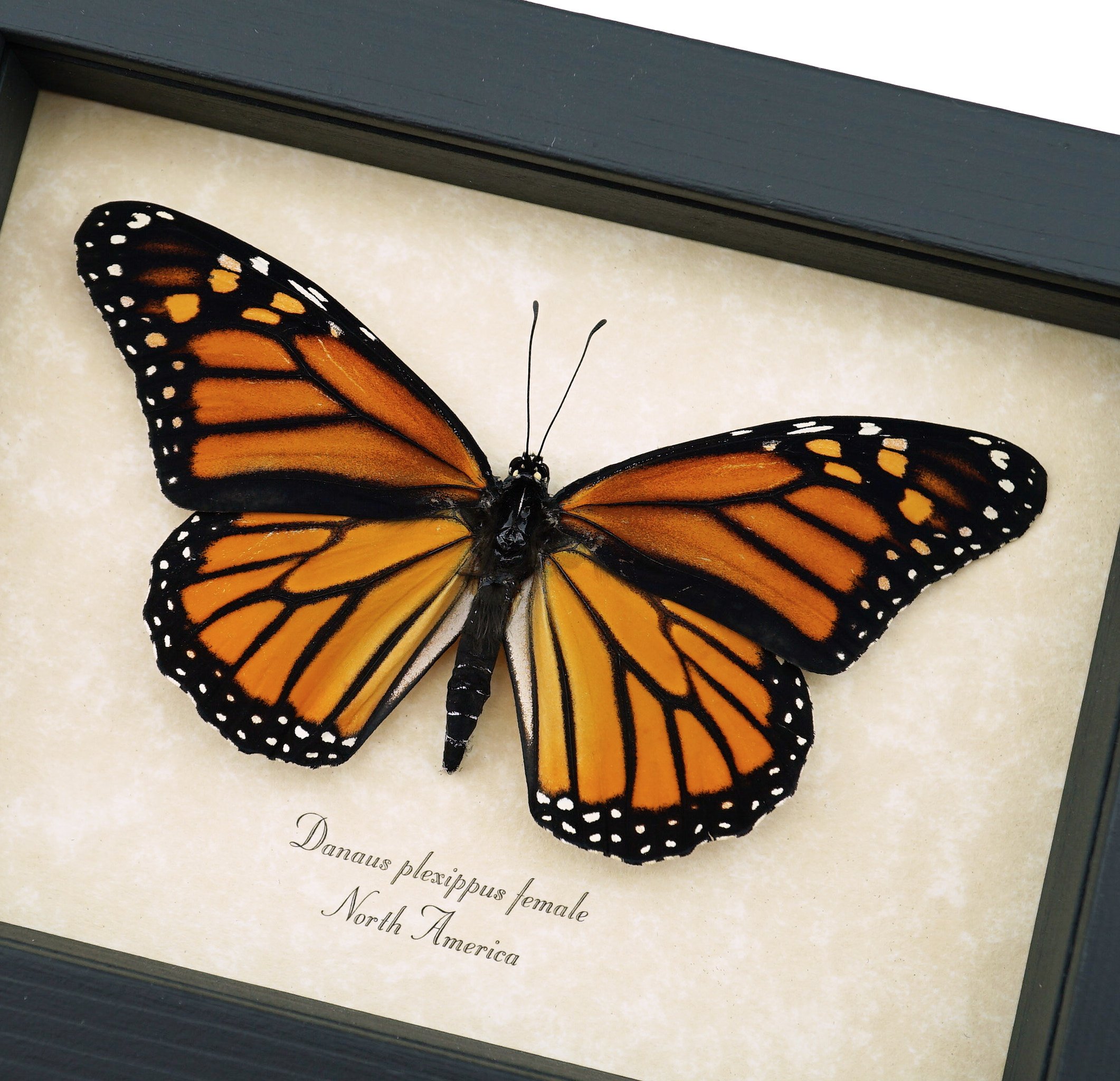 Danaus plexippus Female Resting Monarch Butterfly