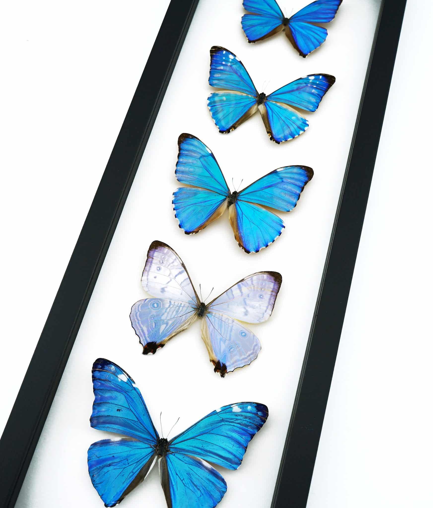 Diamond Morpho Butterfly Collection - Framed Taxidermy Classic