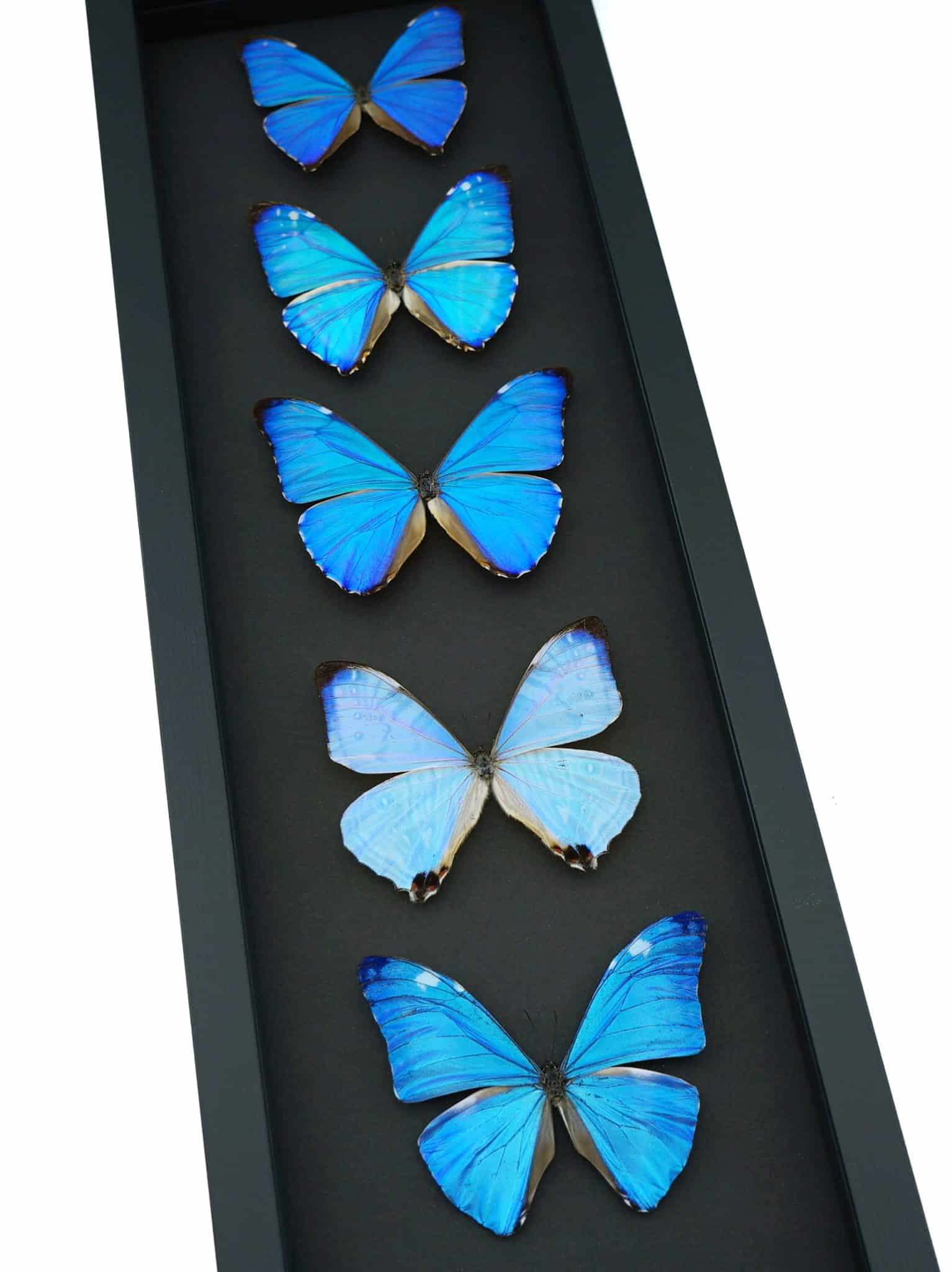 Diamond Morpho Butterfly Collection - Real Framed Butterflies