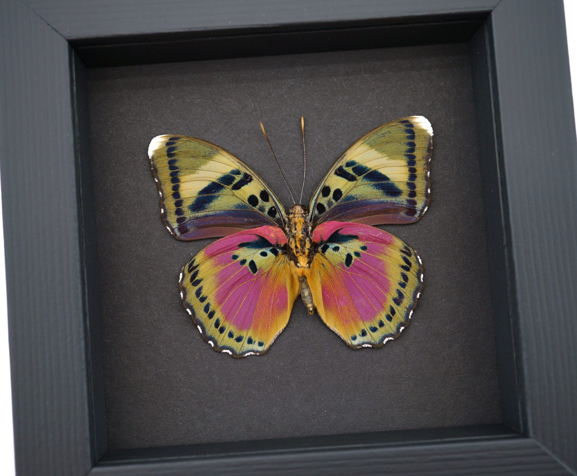 Euphaedra xypete - framed Pink Forester Butterfly - moonlight display