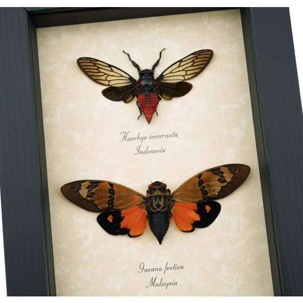 Orange Red Devil Cicada Set - Framed Insect Taxidermy Display