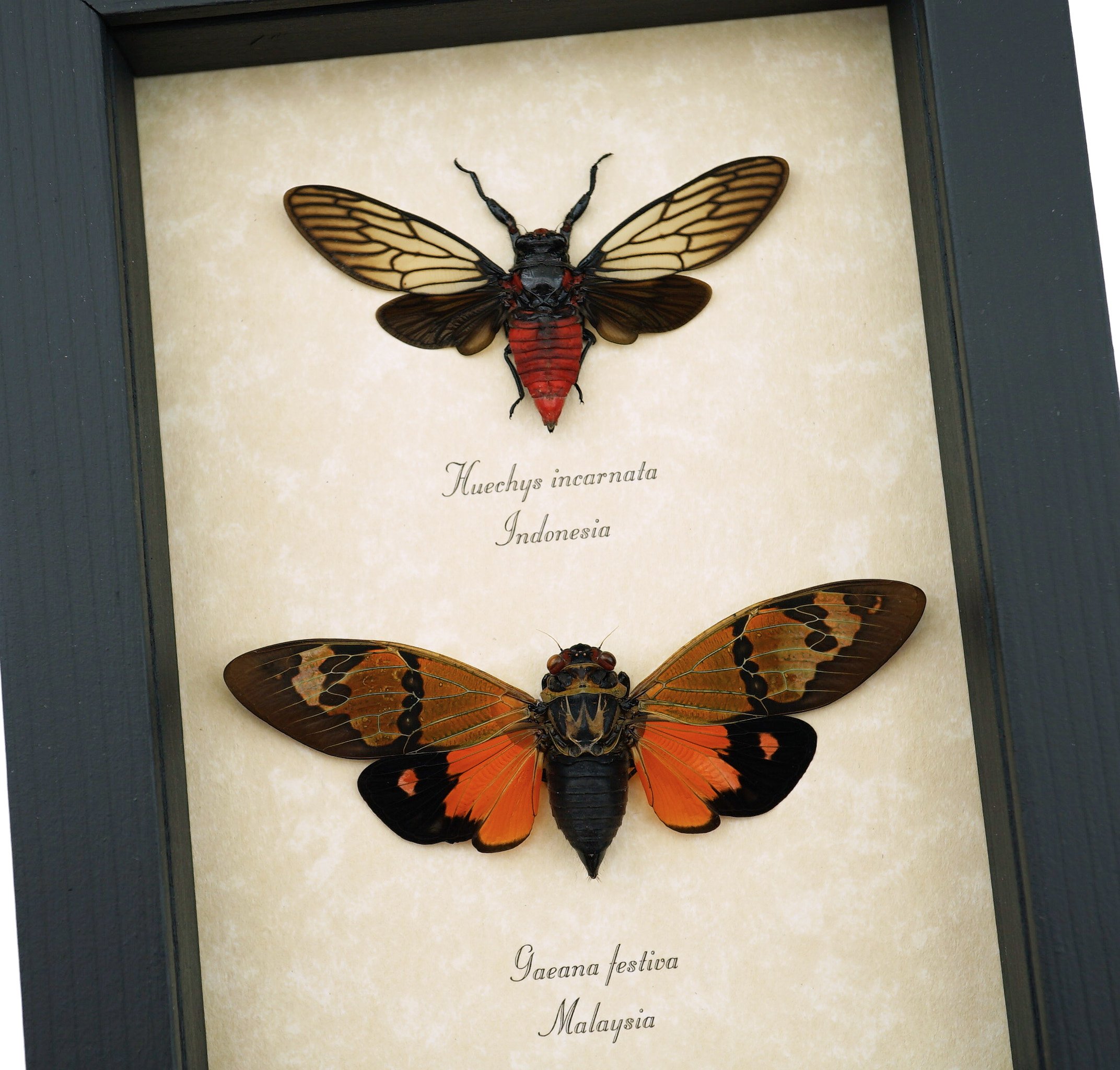 Orange Red Devil Cicada Set - Framed Insect Taxidermy Display