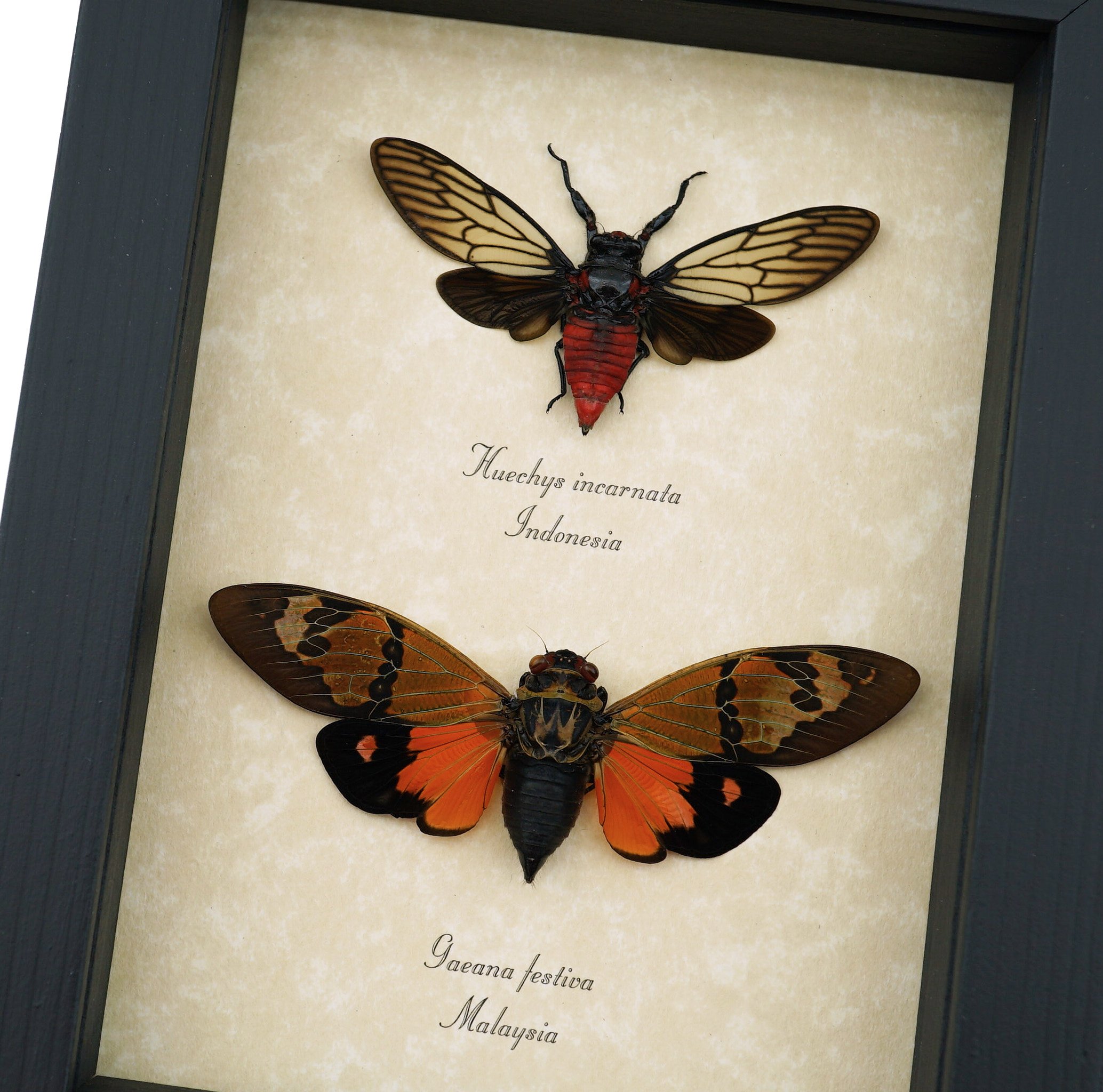 Orange Red Devil Cicada Set - Framed Insect Taxidermy Display