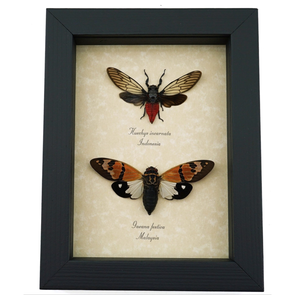 Real Cicada Collection - Framed Insect Taxidermy Display