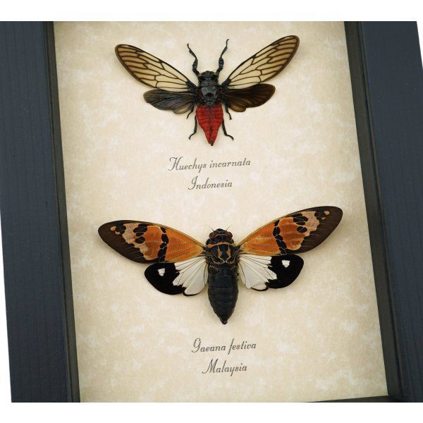 Brown Red Devil Cicada Set - Framed Insect Taxidermy Display