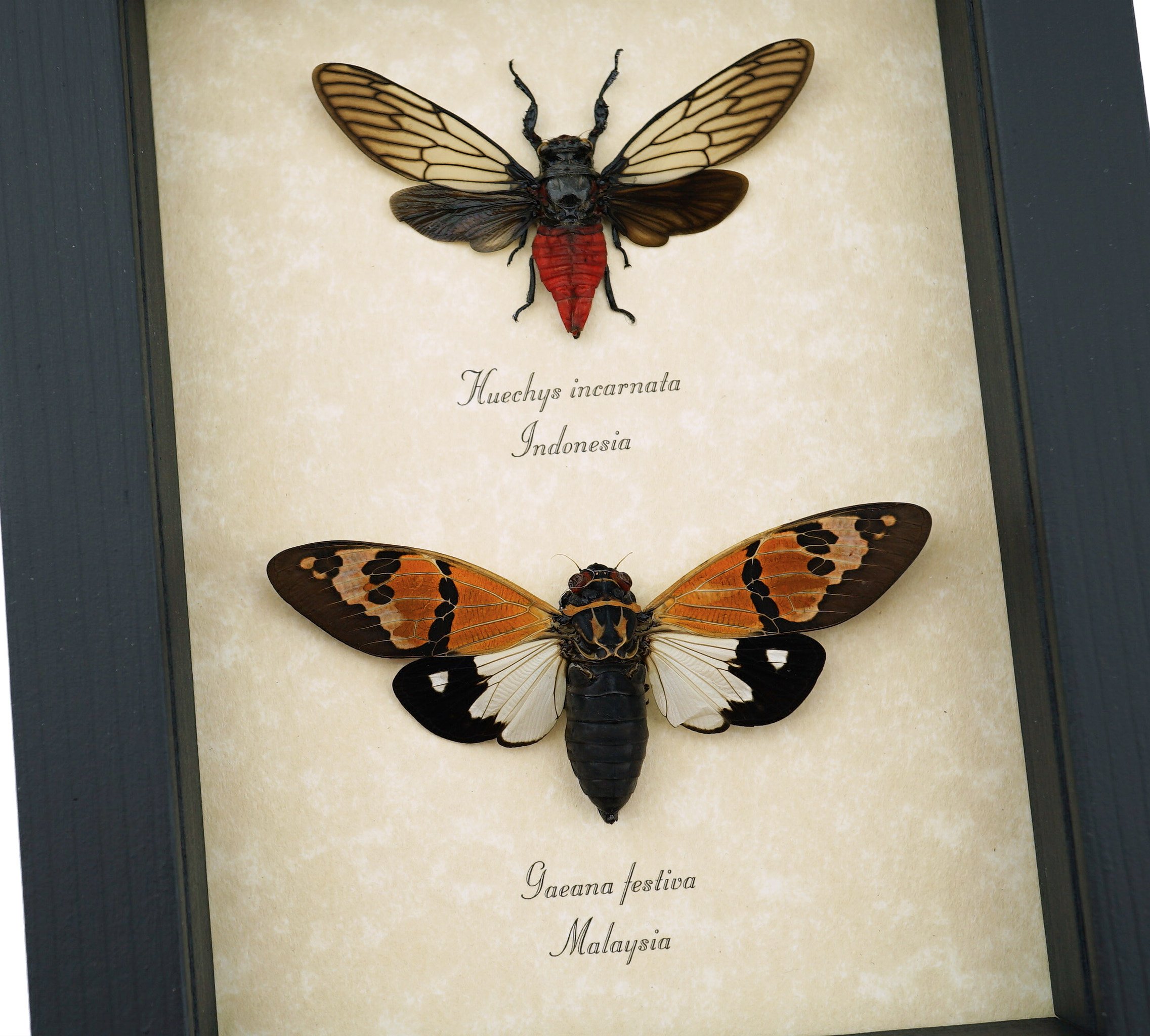Brown Red Devil Cicada Set - Framed Insect Taxidermy Display