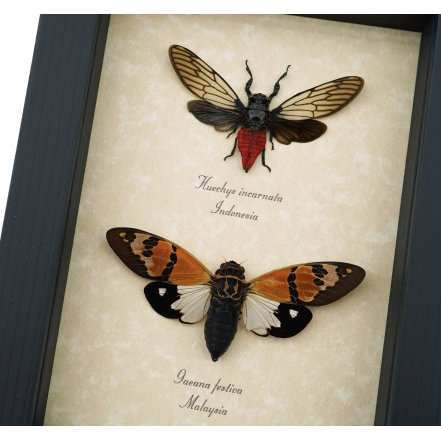 Brown Red Devil Cicada Set - Framed Insect Taxidermy Display