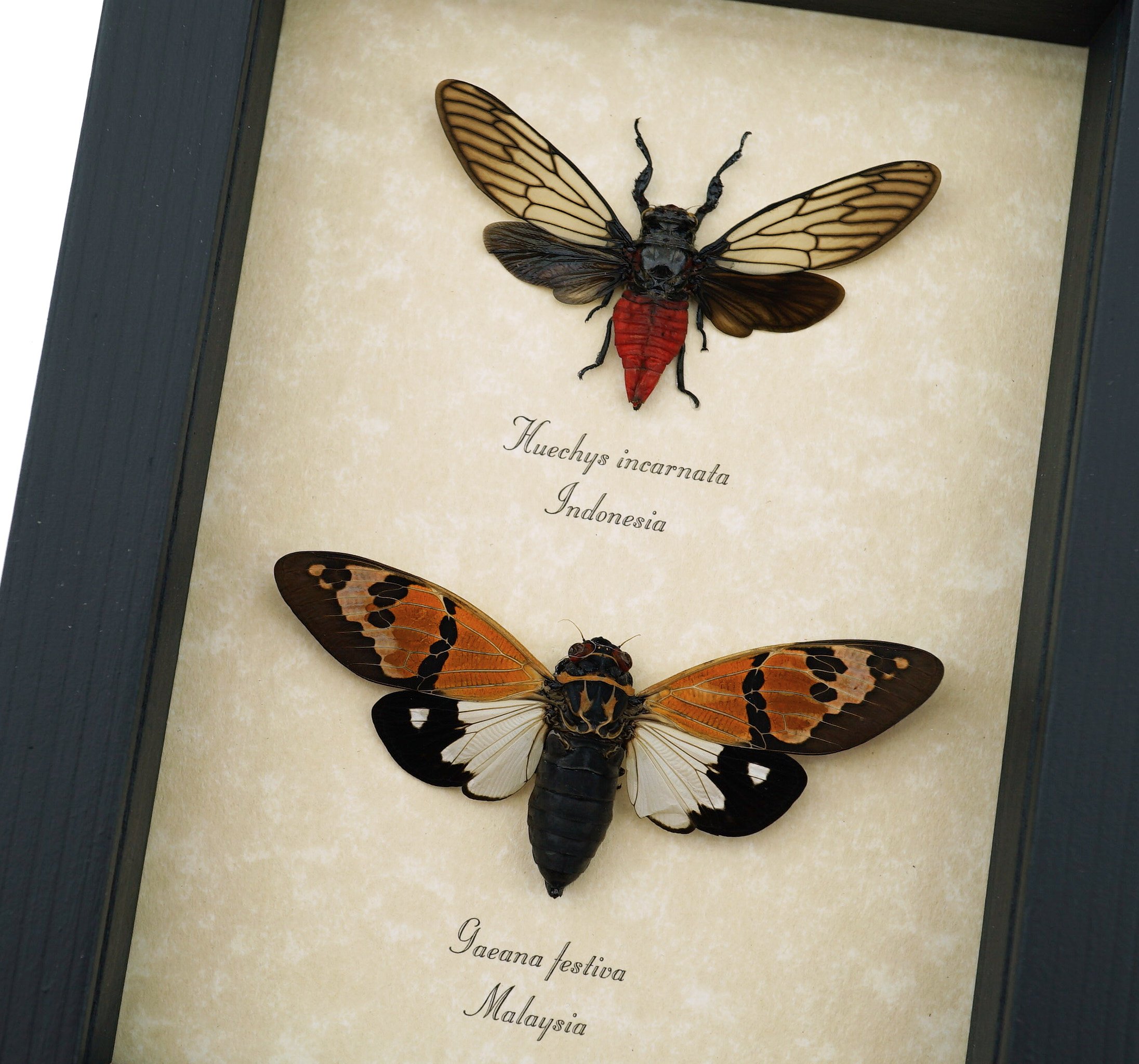 Brown Red Devil Cicada Set - Framed Insect Taxidermy Display