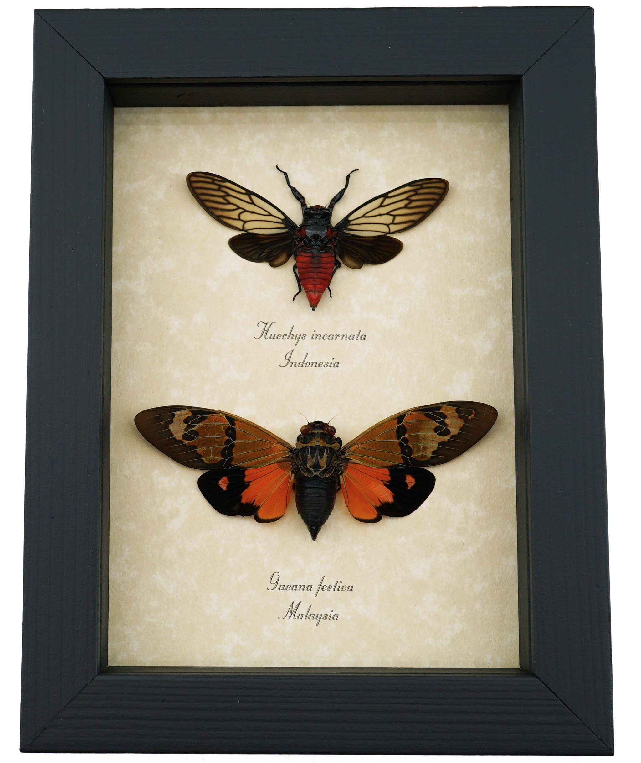 Orange Red Devil Cicada Set - Framed Insect Taxidermy Display