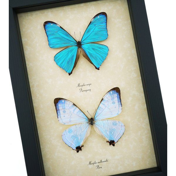 Morpho Aega Morpho sulkowski Butterflies - Framed Taxidermy