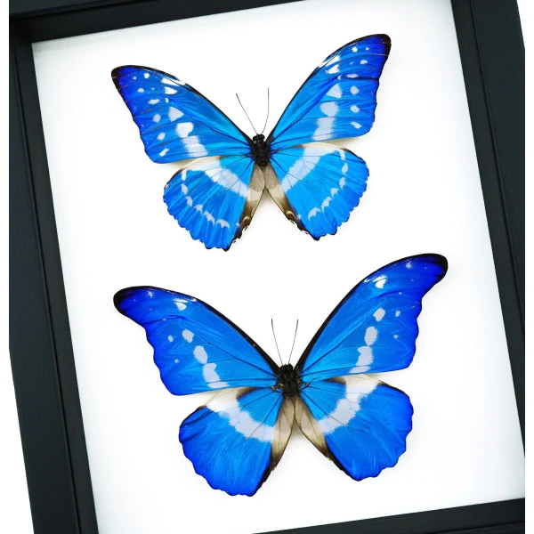 Morpho Butterflies Real framed Blue Morpho butterflies