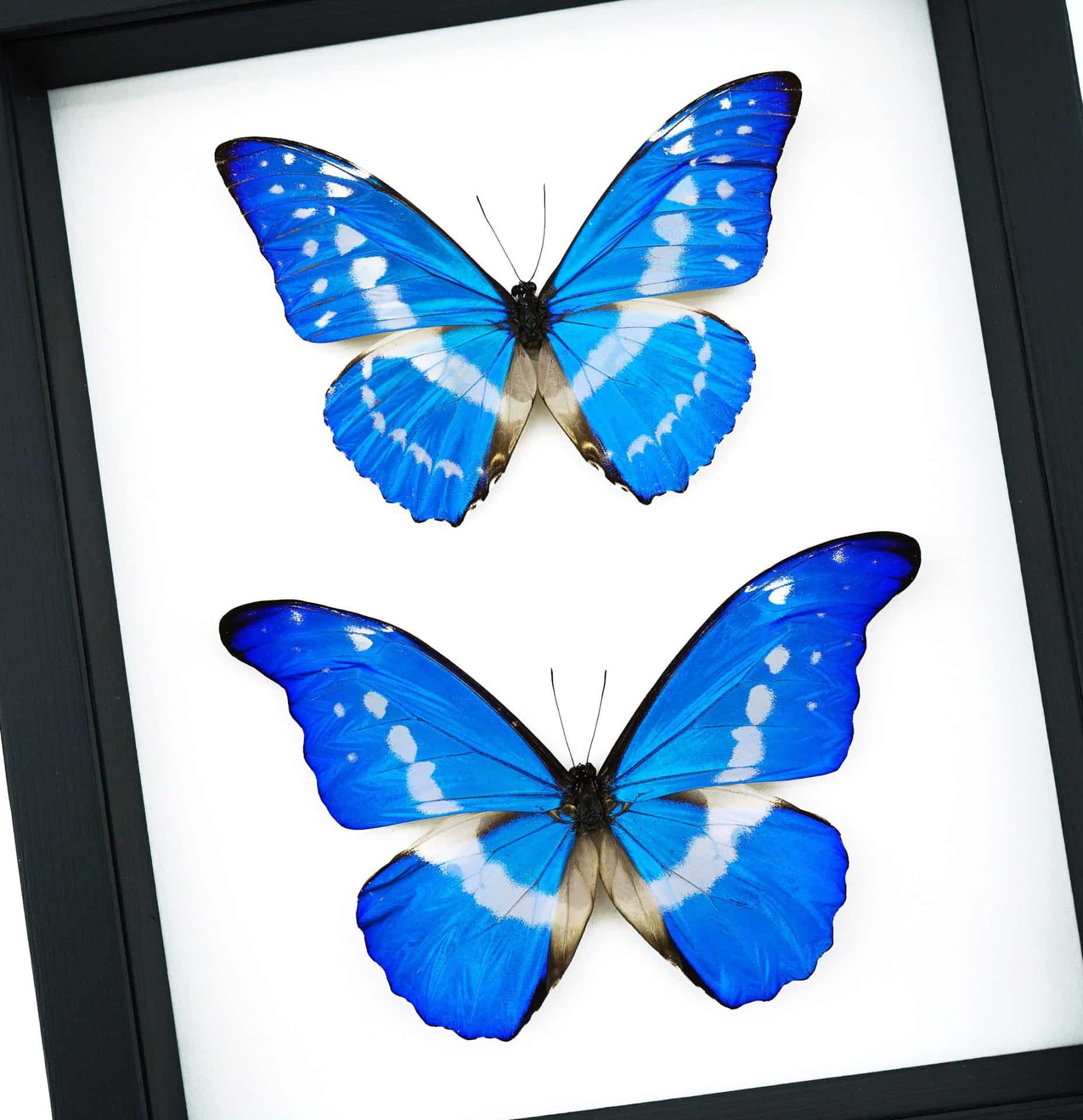 Morpho rhetenor helena cypris Set Butterflies - Framed Butterfly