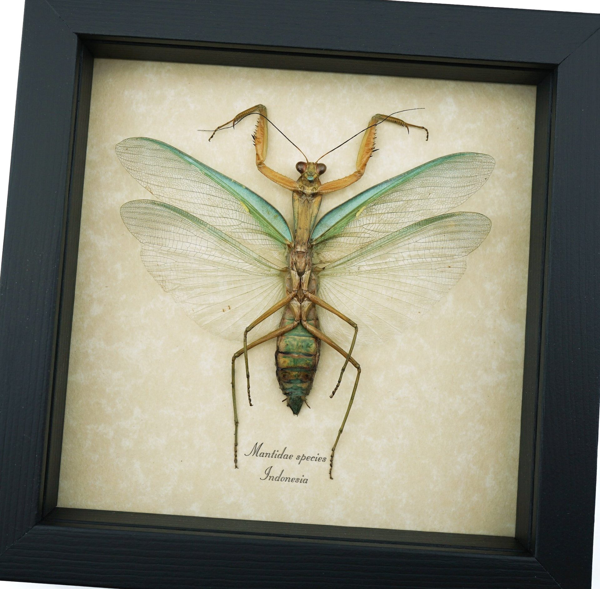 Praying Mantis Green Framed Insect - Taxidermy Display