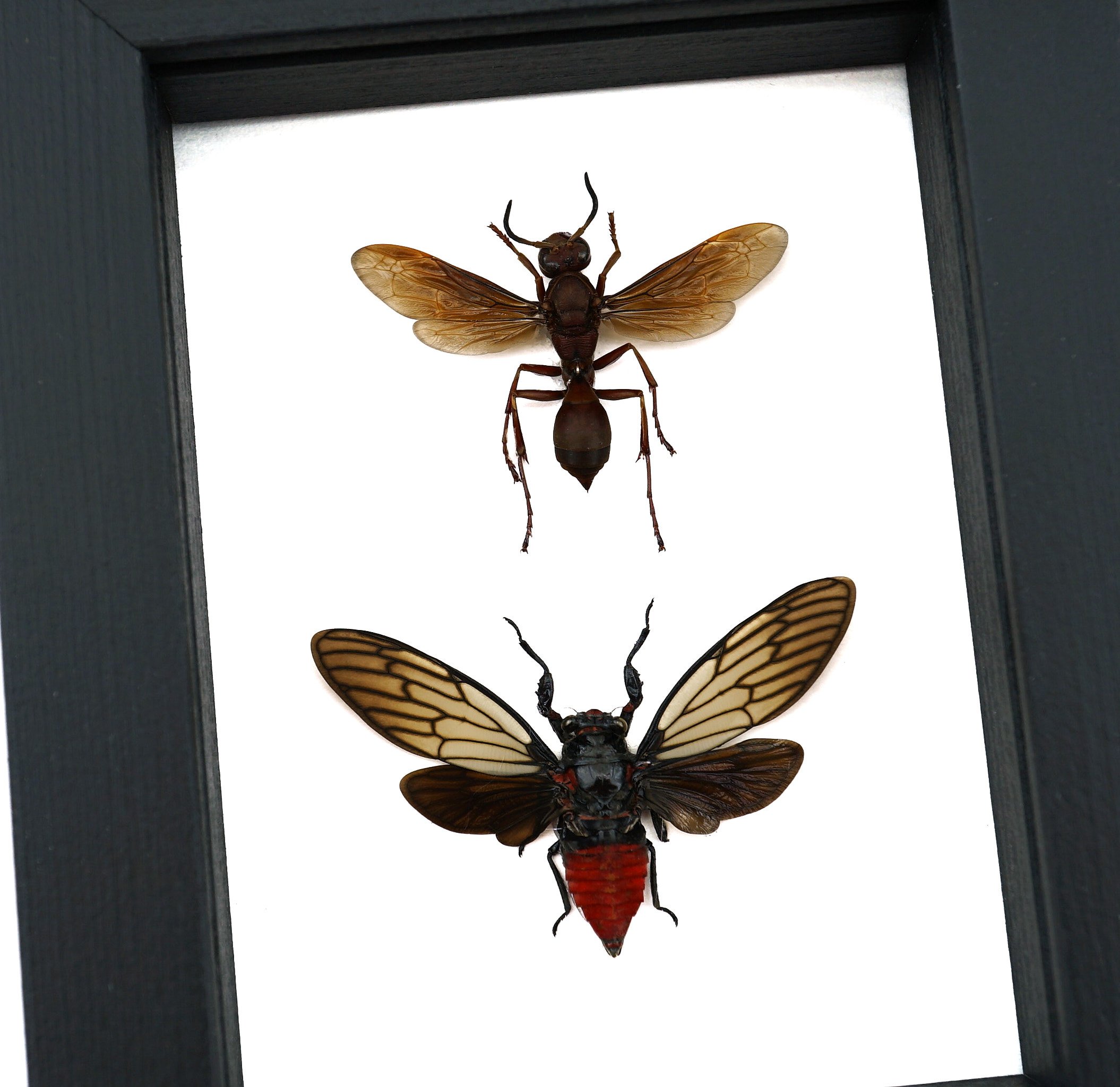 Paper Wasp Red Devil Cicada Set - Framed Insect Taxidermy