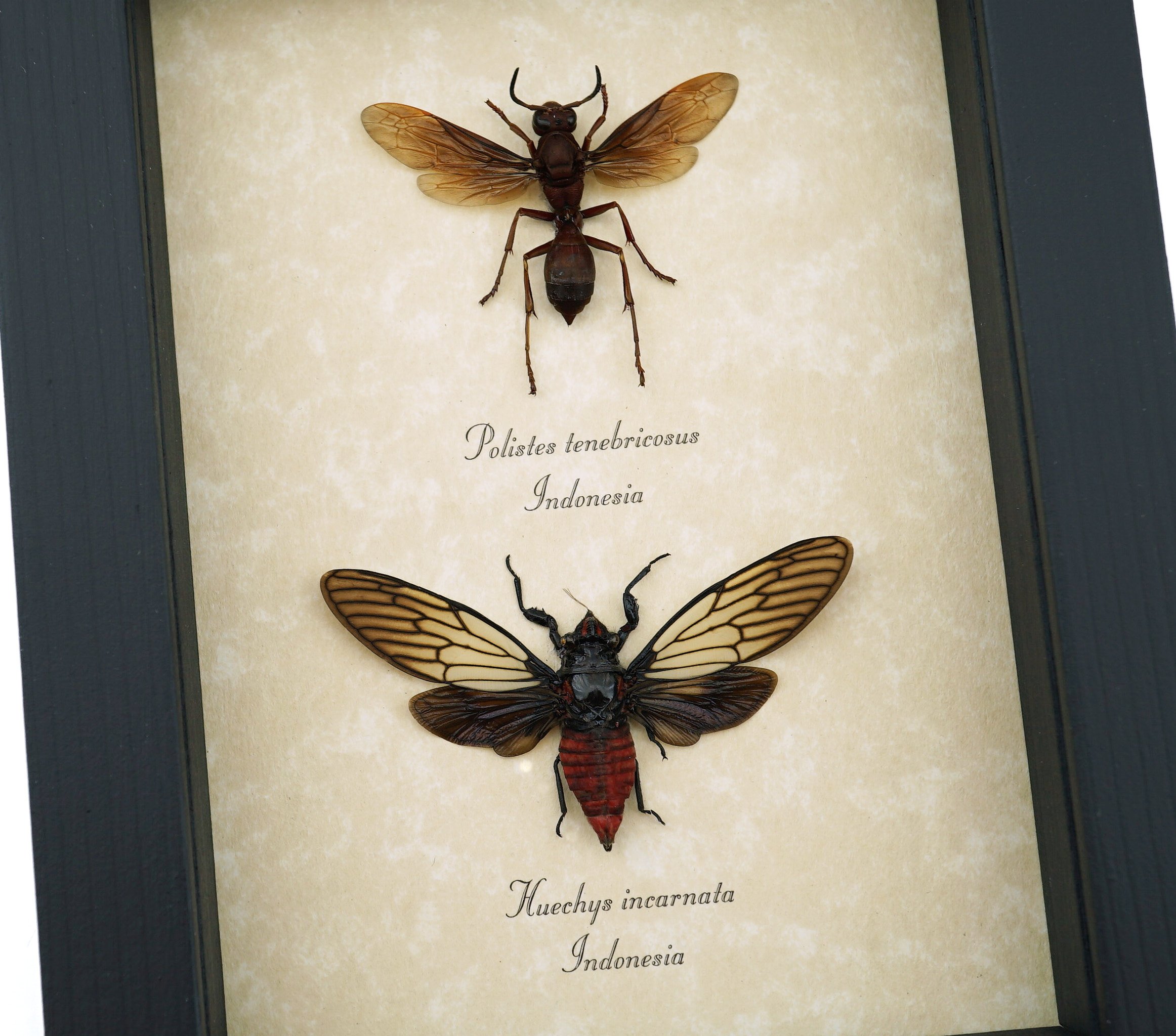 Paper Wasp Red Devil Cicada Set - Framed Insect Taxidermy