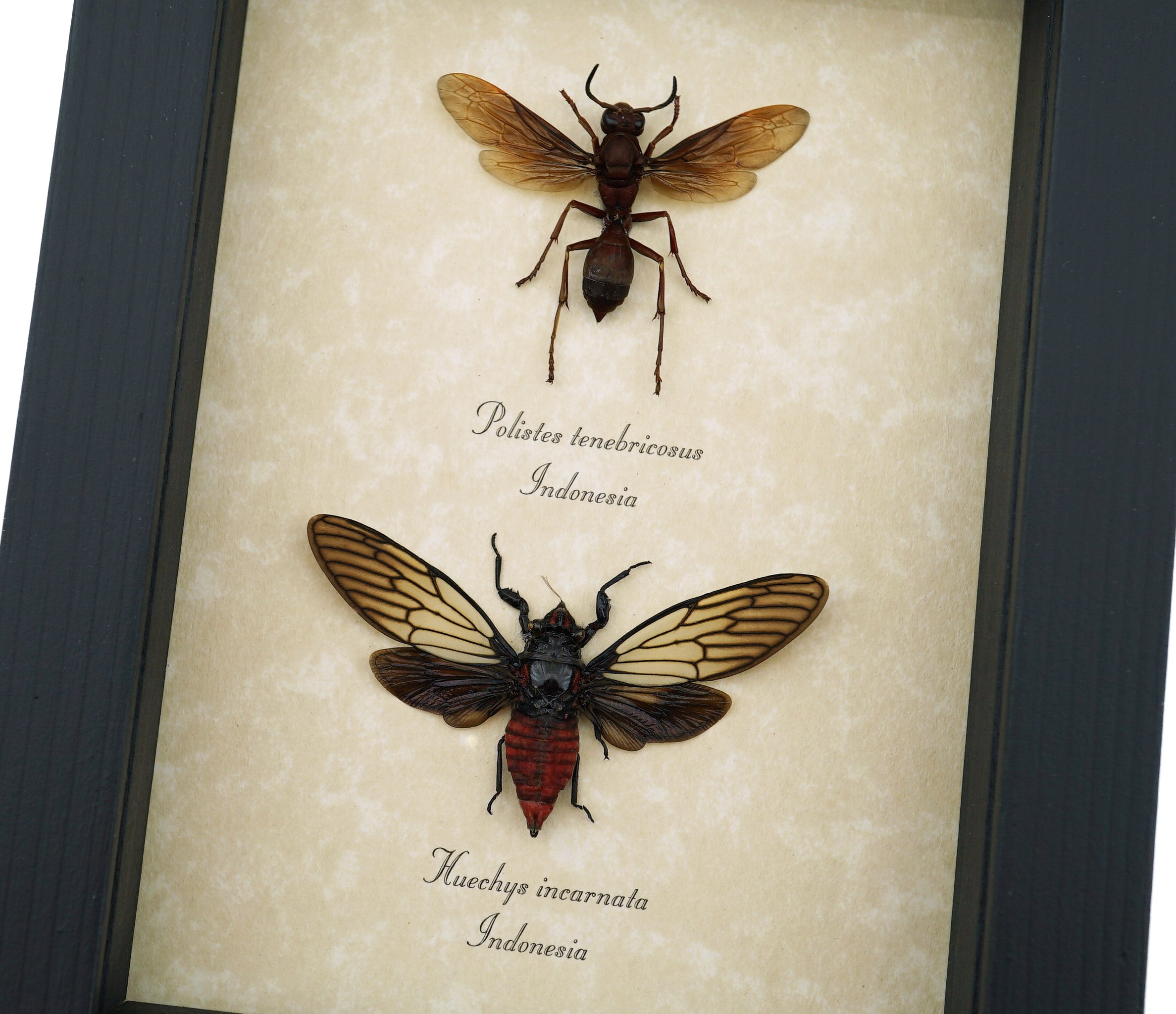 Paper Wasp Red Devil Cicada Set - Framed Insect Taxidermy