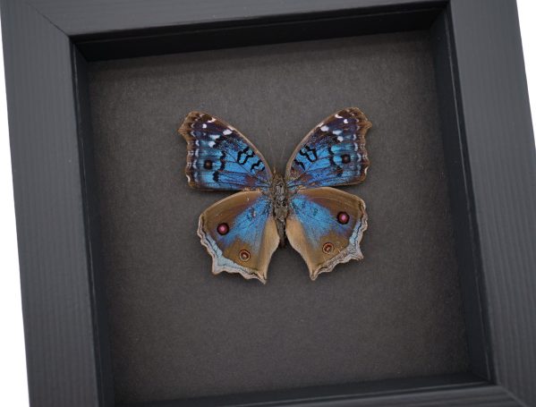 Precis rhadama female Royal Blue Pansy Butterfly