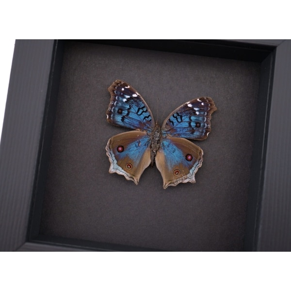 Precis rhadama female Royal Blue Pansy Butterfly