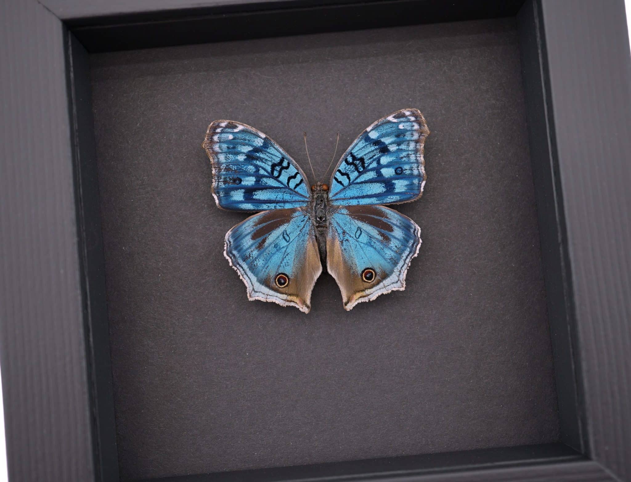 Precis rhadama male Royal Blue Pansy Butterfly