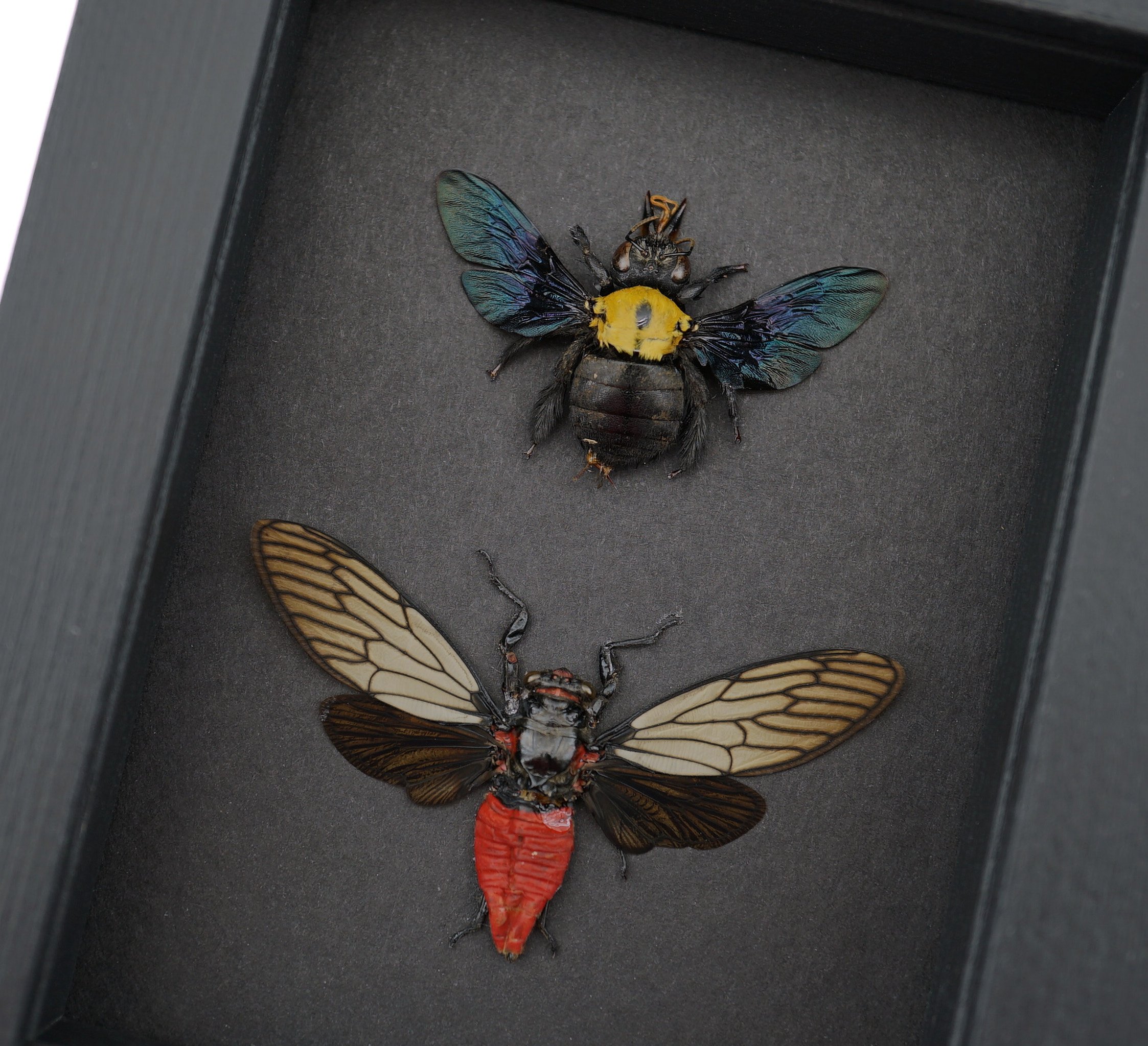 Gold Carpenter Bee Red Devil Cicada Set - Framed Insect