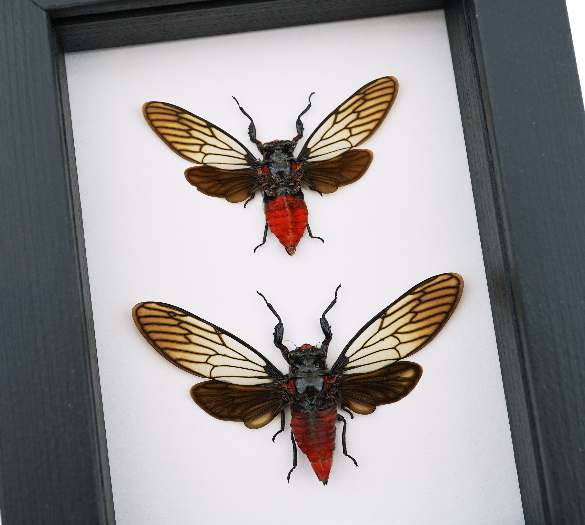 Framed Red Devil Cicada Set - Huechys incarnata Pair Cicadas