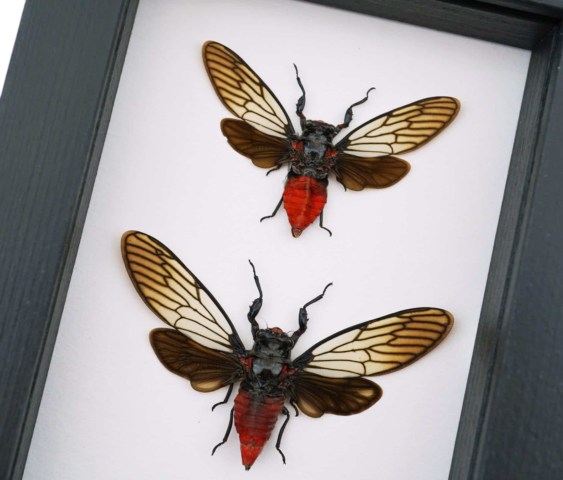 Framed Red Devil Cicada Set - Insect Taxidermy Classic Black