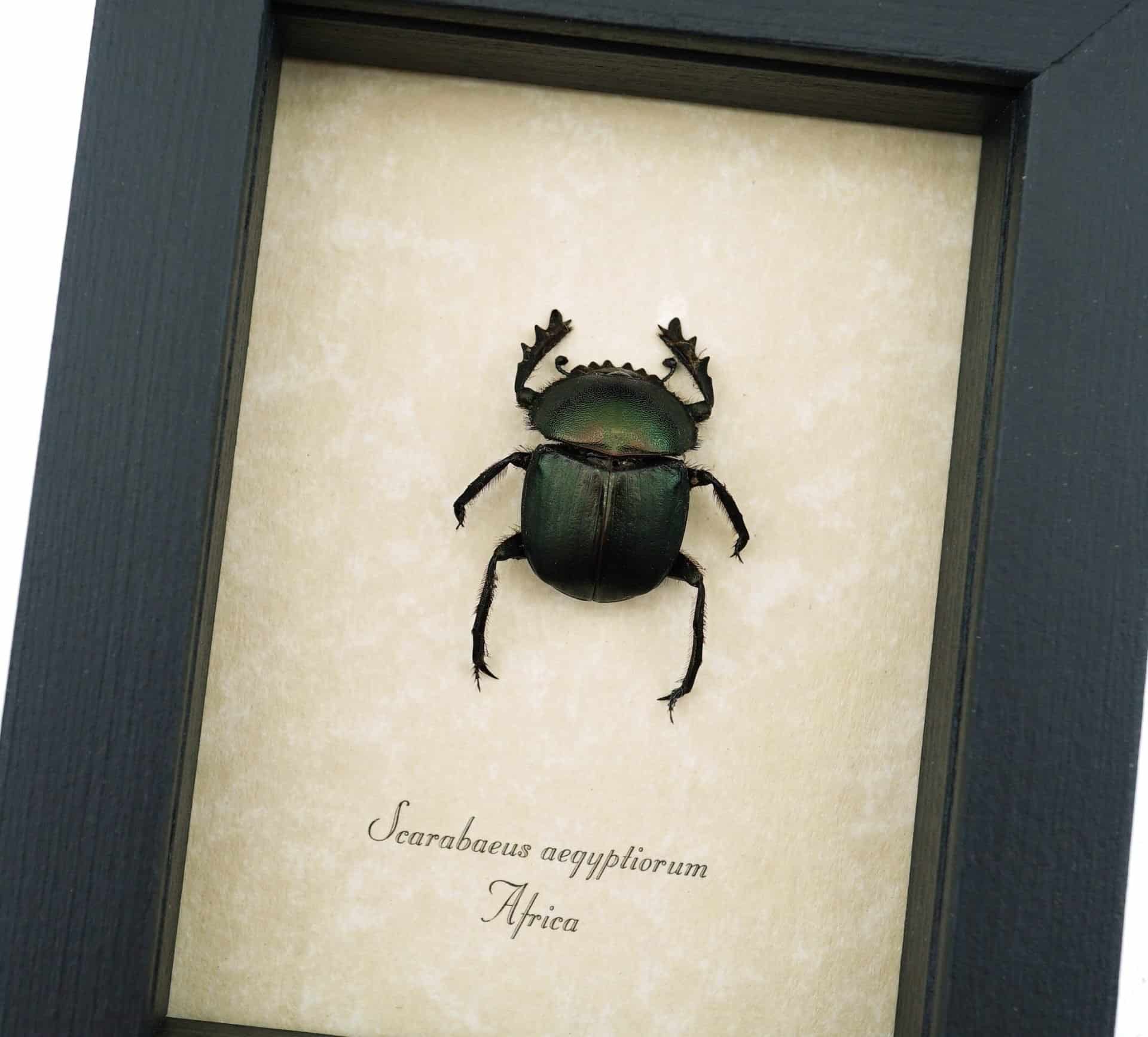 Sacred Egyptian King Scarab Beetle - Framed Taxidermy Green
