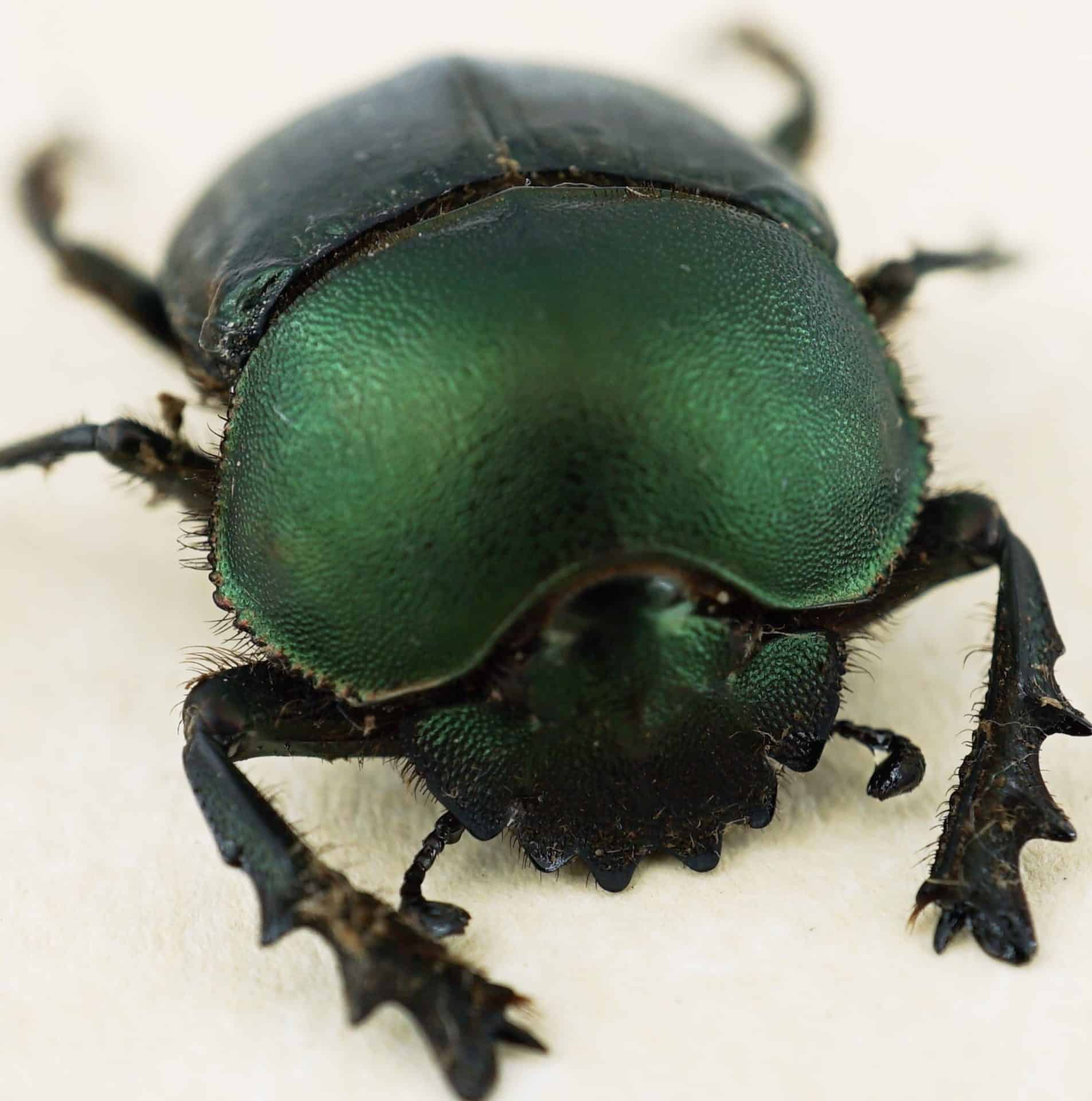 Sacred Egyptian King Scarab Beetle - Framed Taxidermy Green