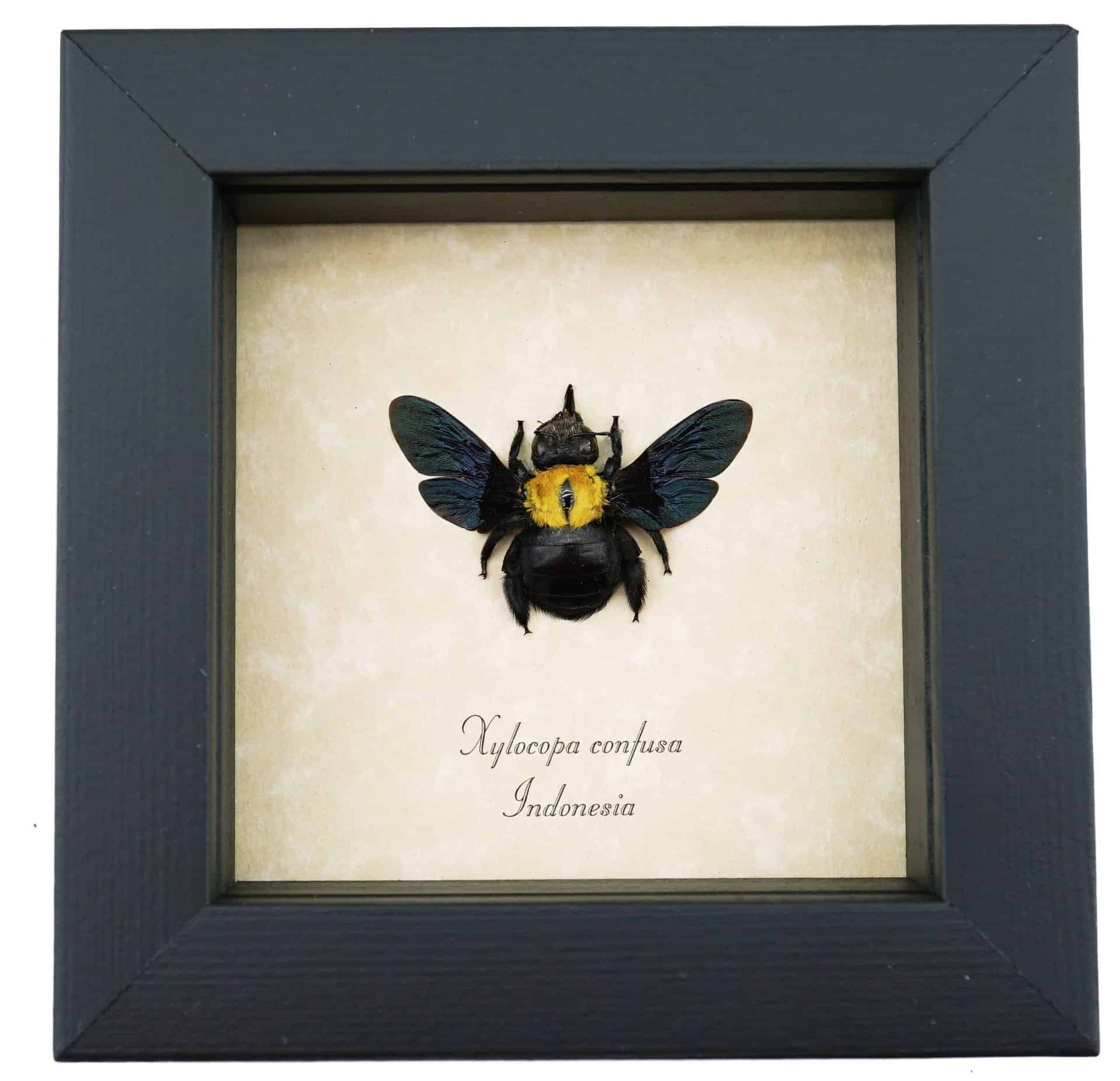 Xylocopa confusa Gold Carpenter Bee - Framed Insect Taxidermy