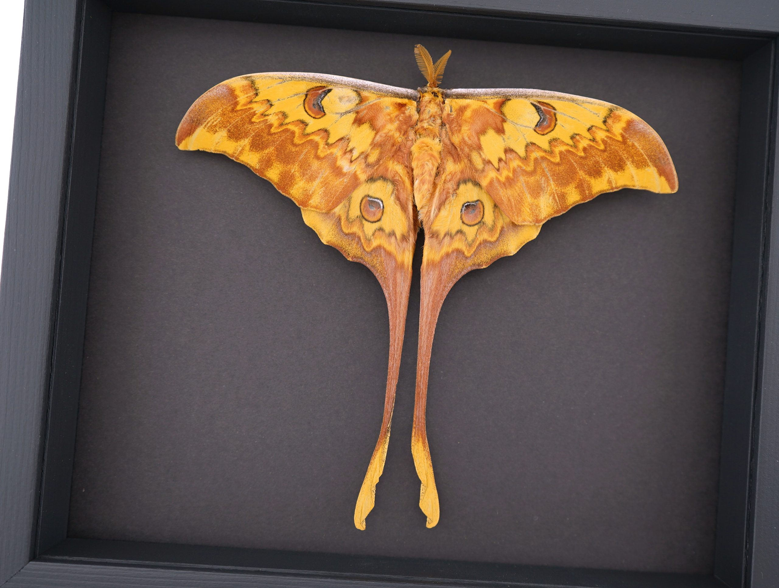 Resting Actias groendaeli Indonesian - Moon Moth Framed