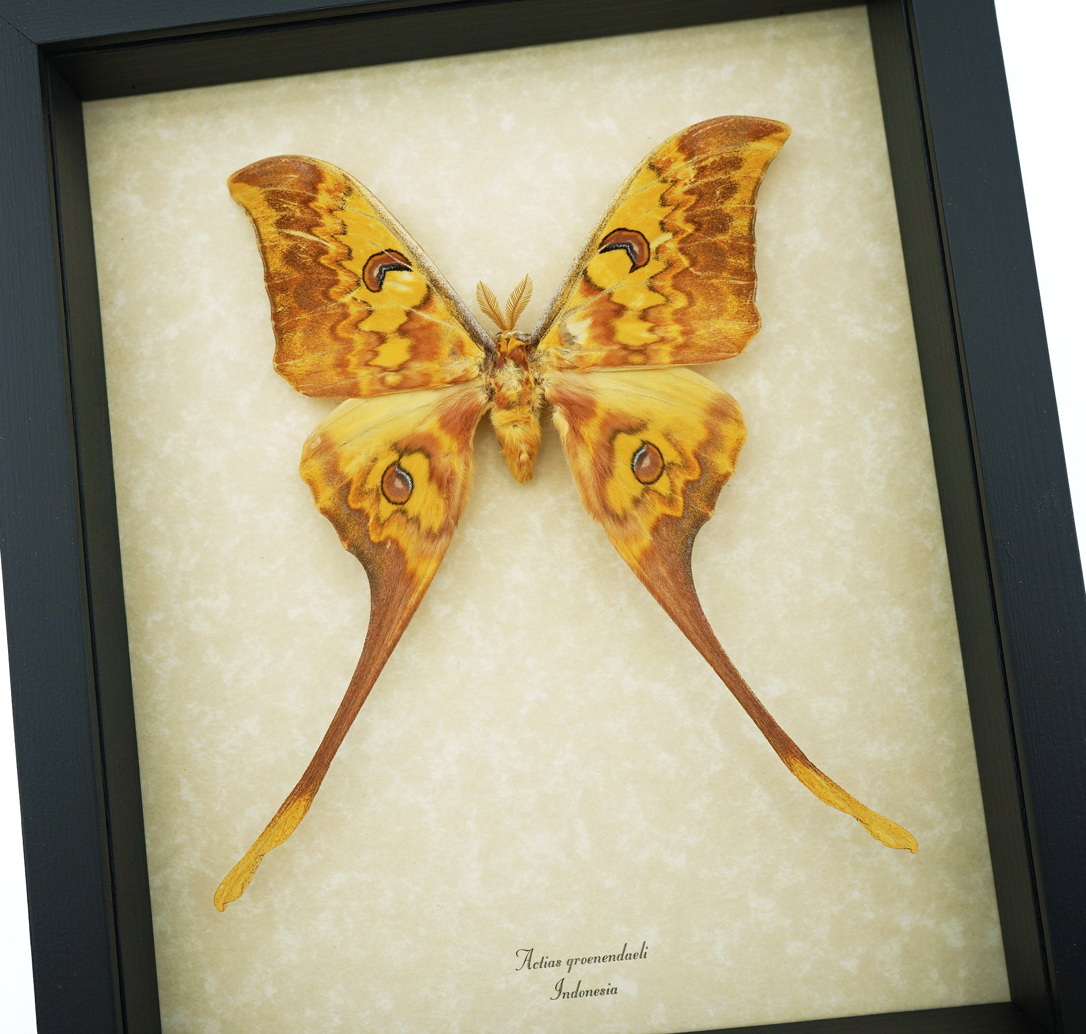 Actias groenendaeli Indonesian Moon Moth - Framed Taxidermy