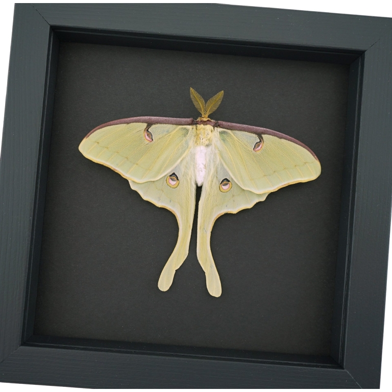 Framed Luna Moths - Actias Luna Moon Moths for sale