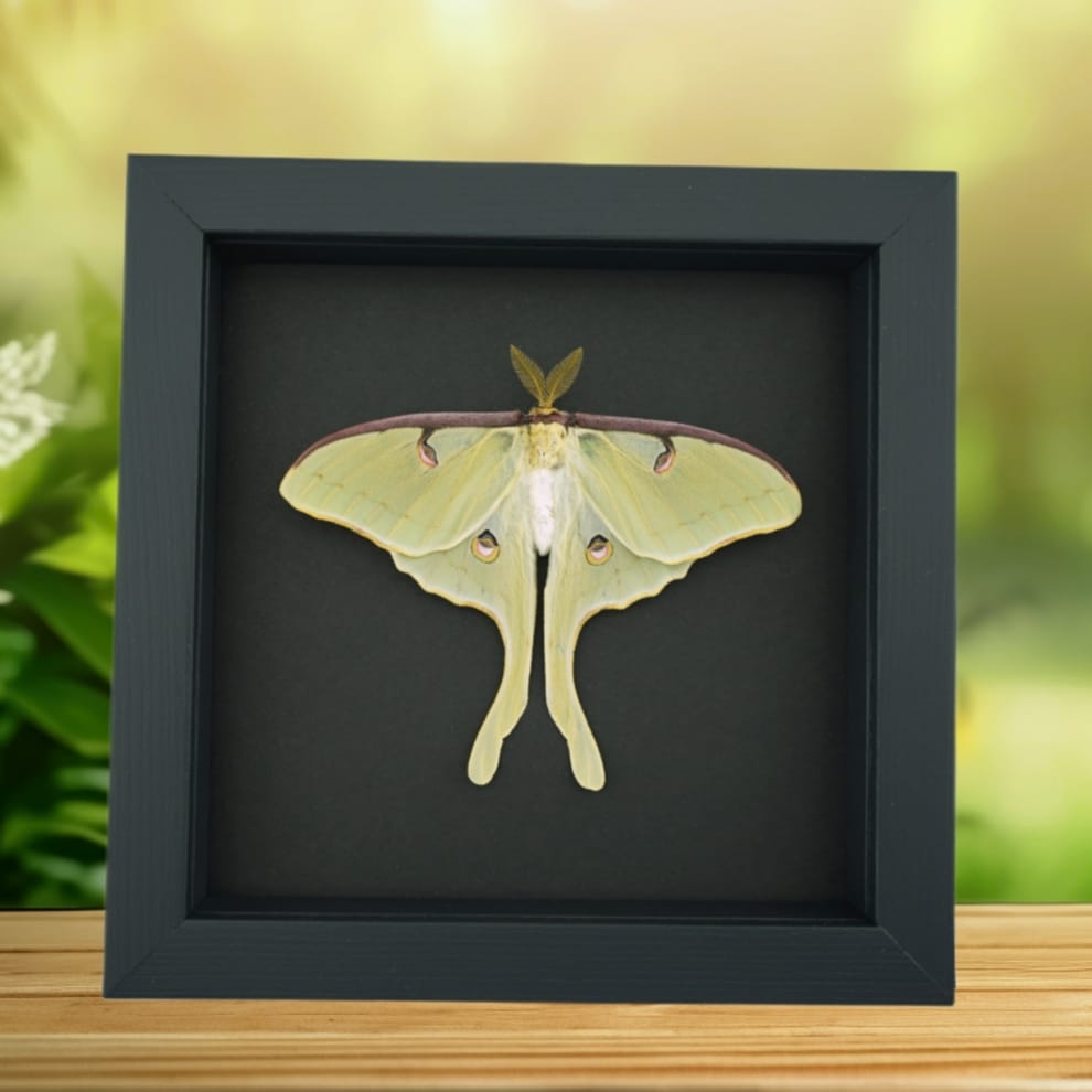 Framed Luna Moths - Actias Luna Moon Moths for sale