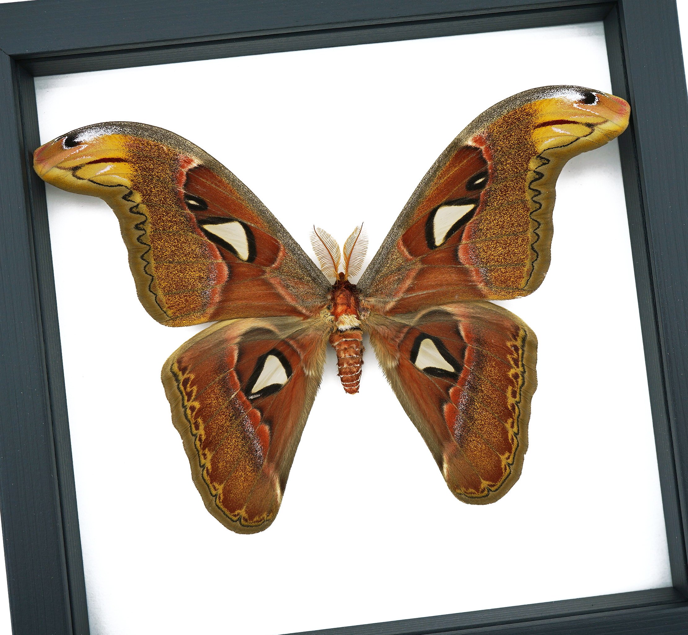 Attacus Atlas Male Moth 6"+ wingspan - Snake Head Real Framed