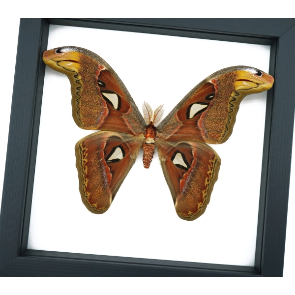 8 inch x 8 inch Framed Insect Displays - Shop By Size Butterflies