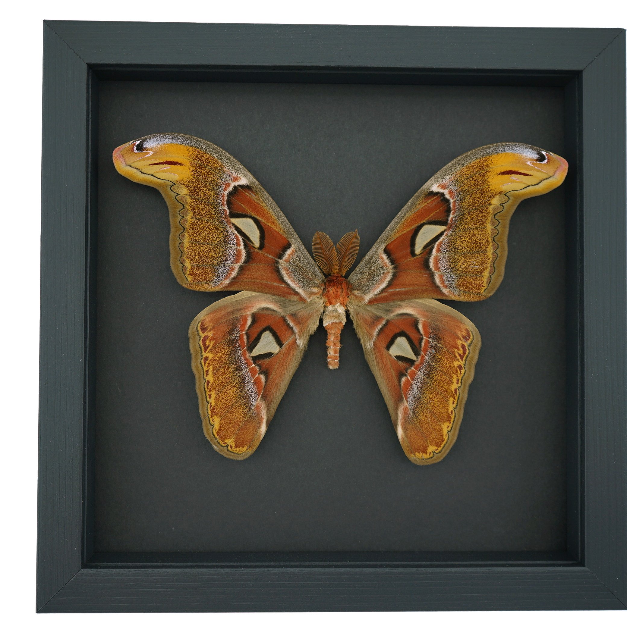Attacus Atlas Male Moth 6"+ wingspan - Snake Head Real Framed