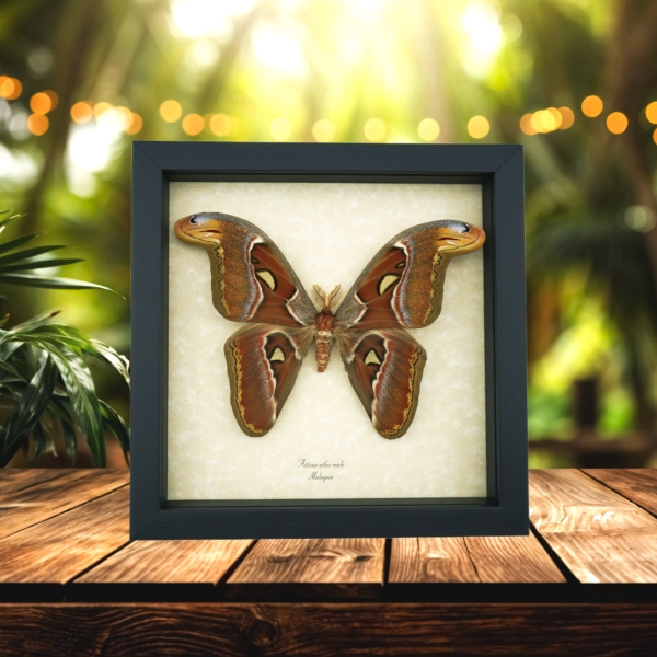 Real Snake Head Atlas Moth - Attacus Atlas Male Framed Taxidermy