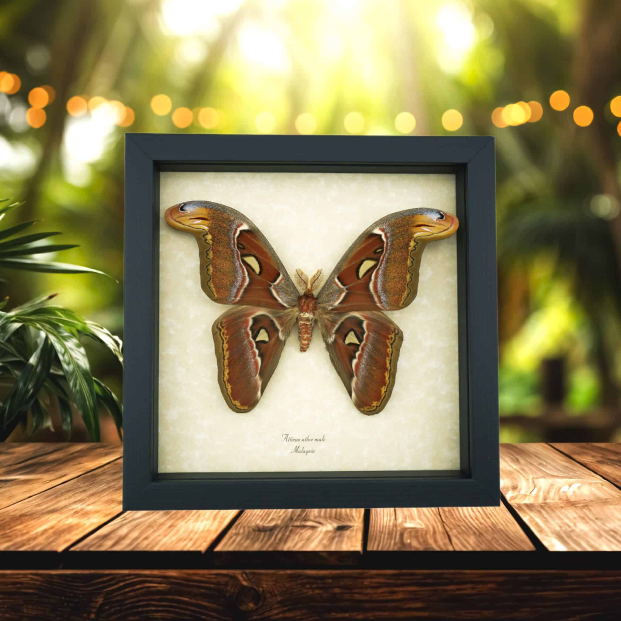 Real Snake Head Atlas Moth - Attacus Atlas Male Framed Taxidermy
