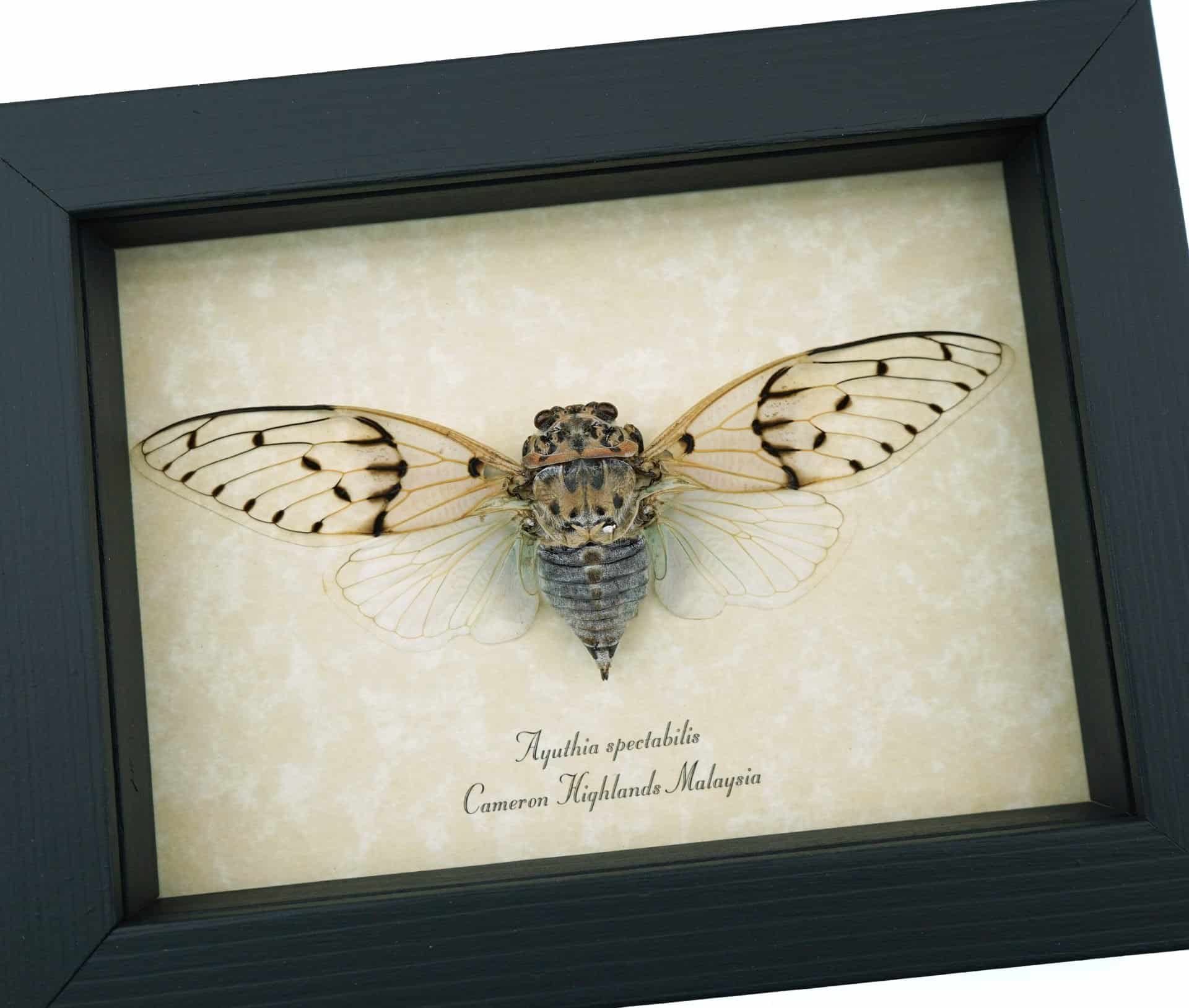 White Ghost Cicada Ayuthia spectabilis - Framed Taxidermy